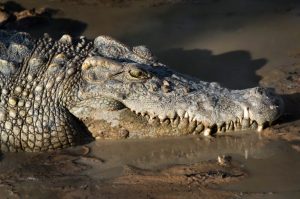 Session 7d Tiryki River Day 6 Streets Spores