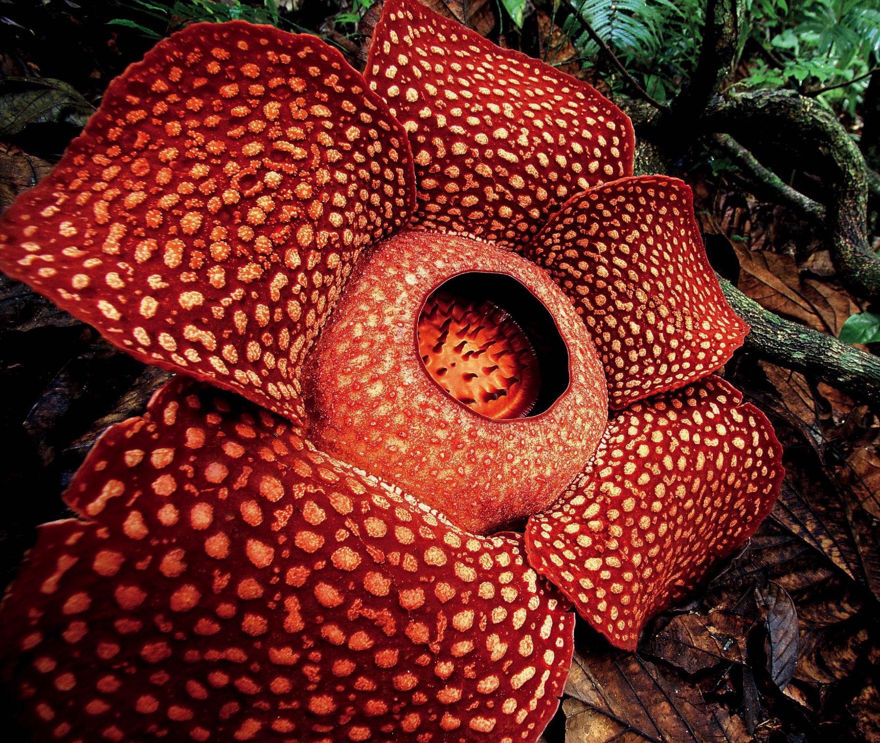 Session 40b – Unforgiving Nature | Streets & Spores